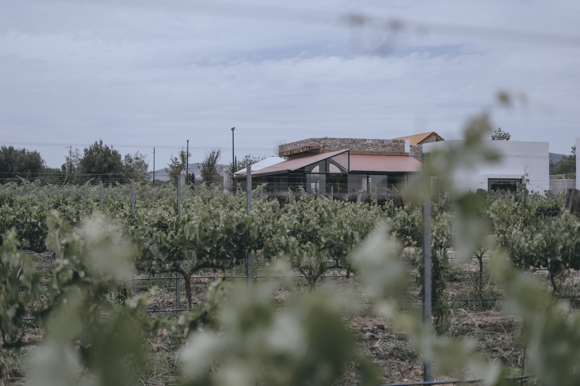 Origen – La Terquedad